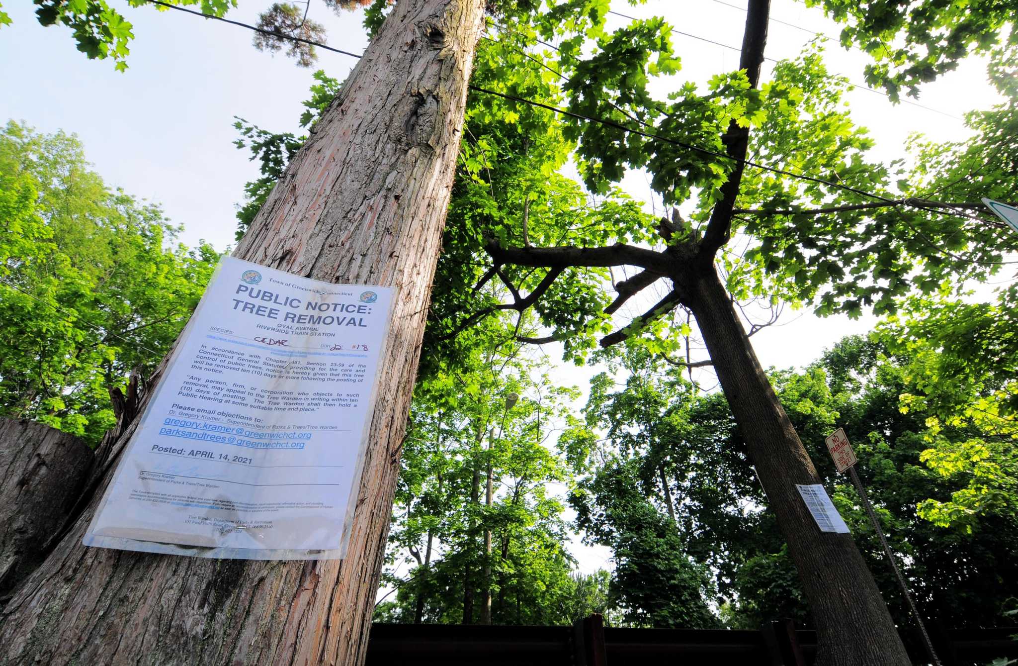 Tree warden issues ruling on fate of 29 trees in Greenwich that ...