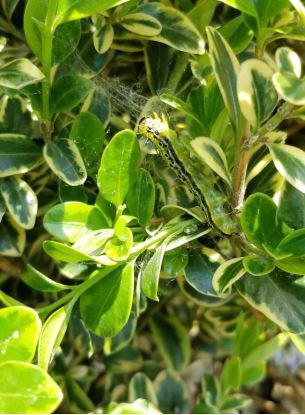 New Haven scientists: ‘Serious invasive’ moth found in CT; residents ...