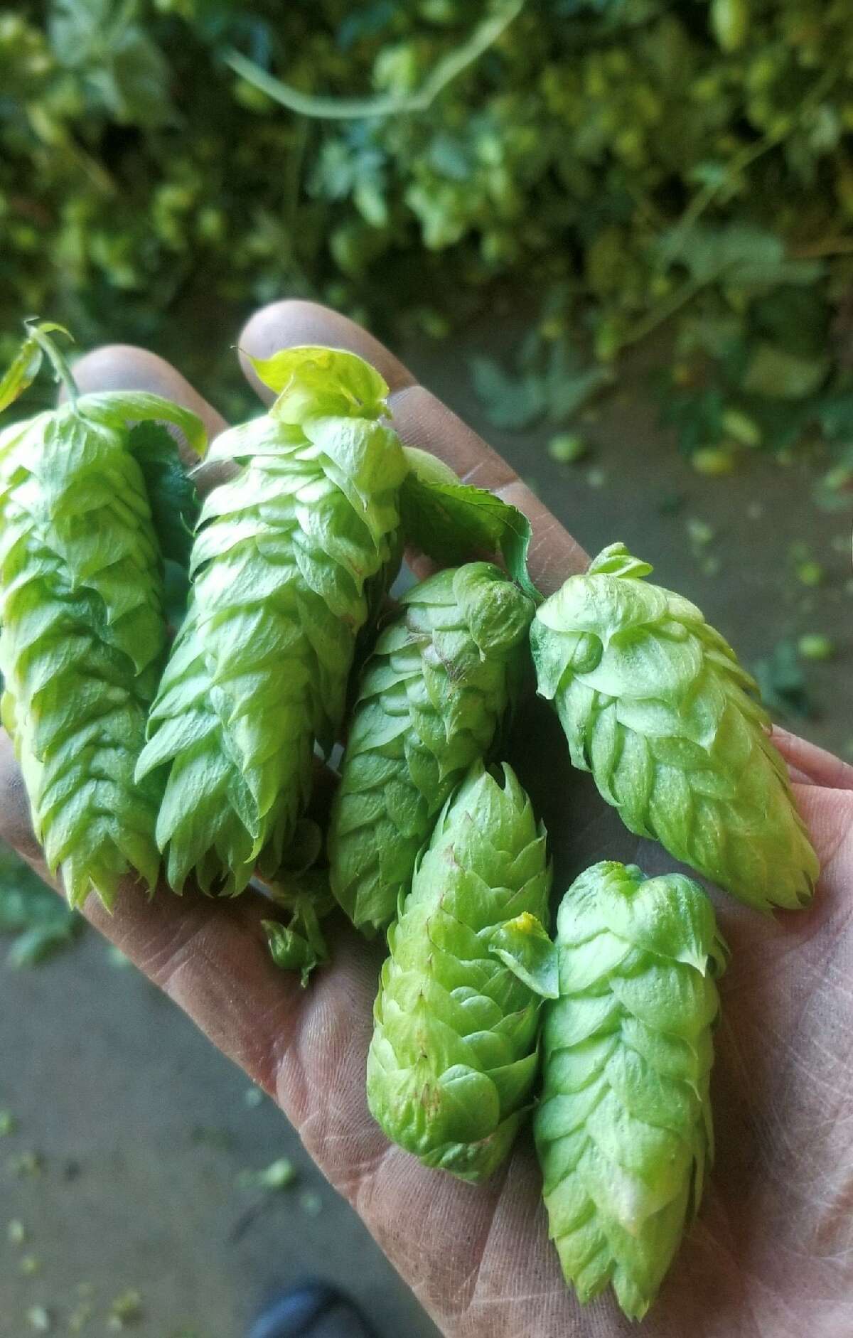 Northern Michigan hops company blossoms into industry leader