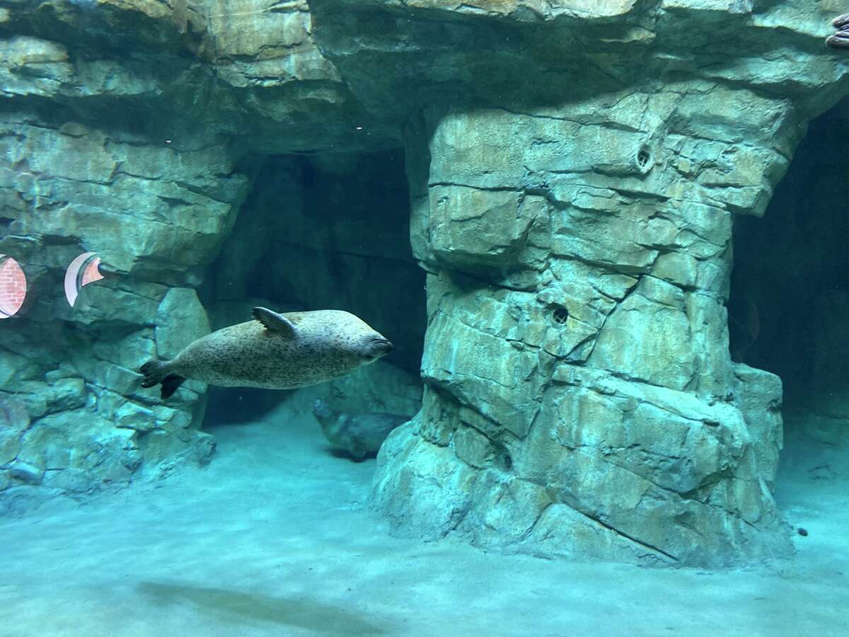 Maritime Aquarium to reveal their palace-like new seal exhibition on ...