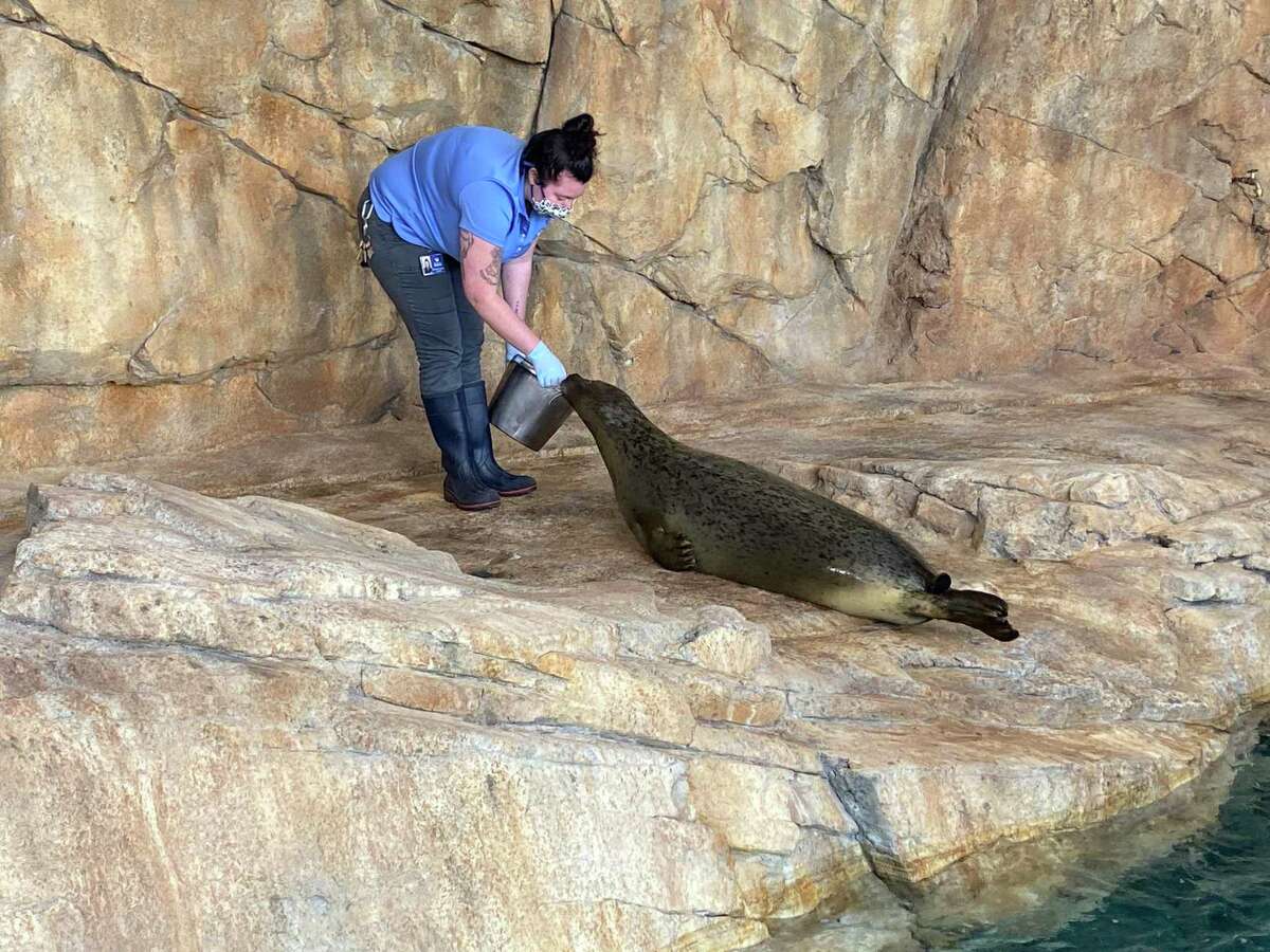 Maritime Aquarium to reveal their palace-like new seal exhibition on ...