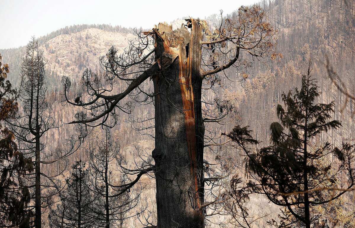 Super-hot California wildfire wiped out 10% of world’s sequoia trees ...