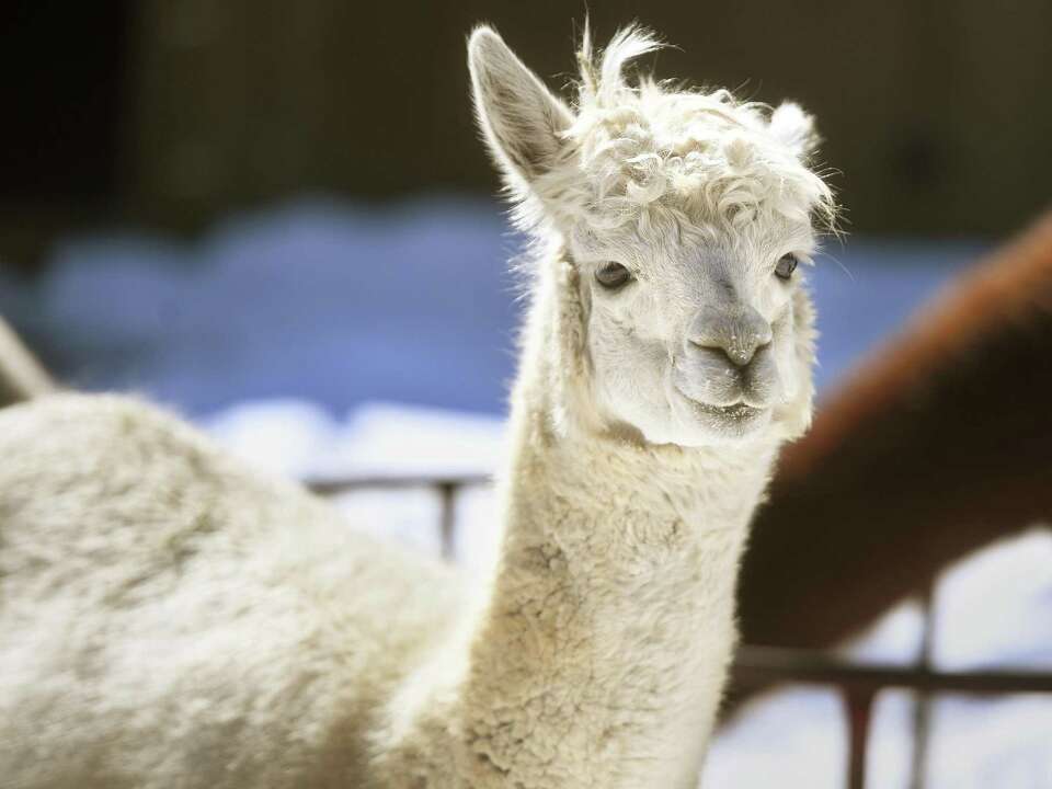 16 places to hang out with llamas and alpacas in Connecticut