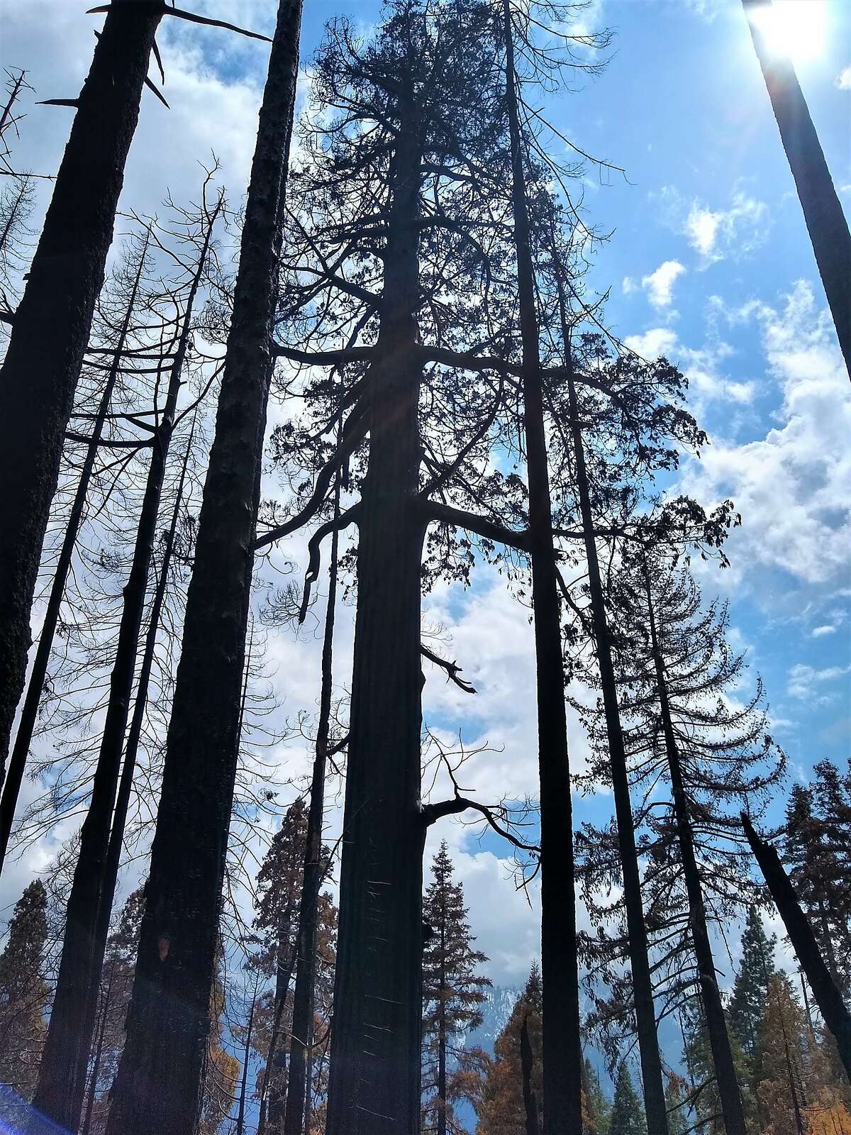Super-hot California wildfire wiped out 10% of world’s sequoia trees ...