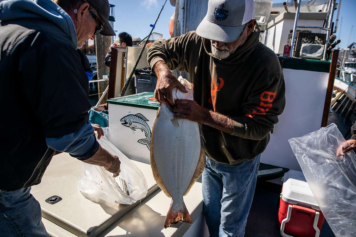 S.F. Bay’s a busy place right now, as the halibut are biting like crazy
