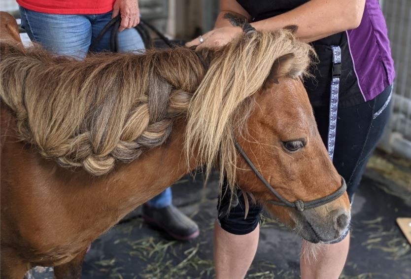 ACS saves Li'l Sebastian look-a-like named Churro