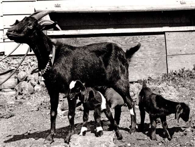 What happened to the Goat Lady of San Francisco's Potrero Hill?