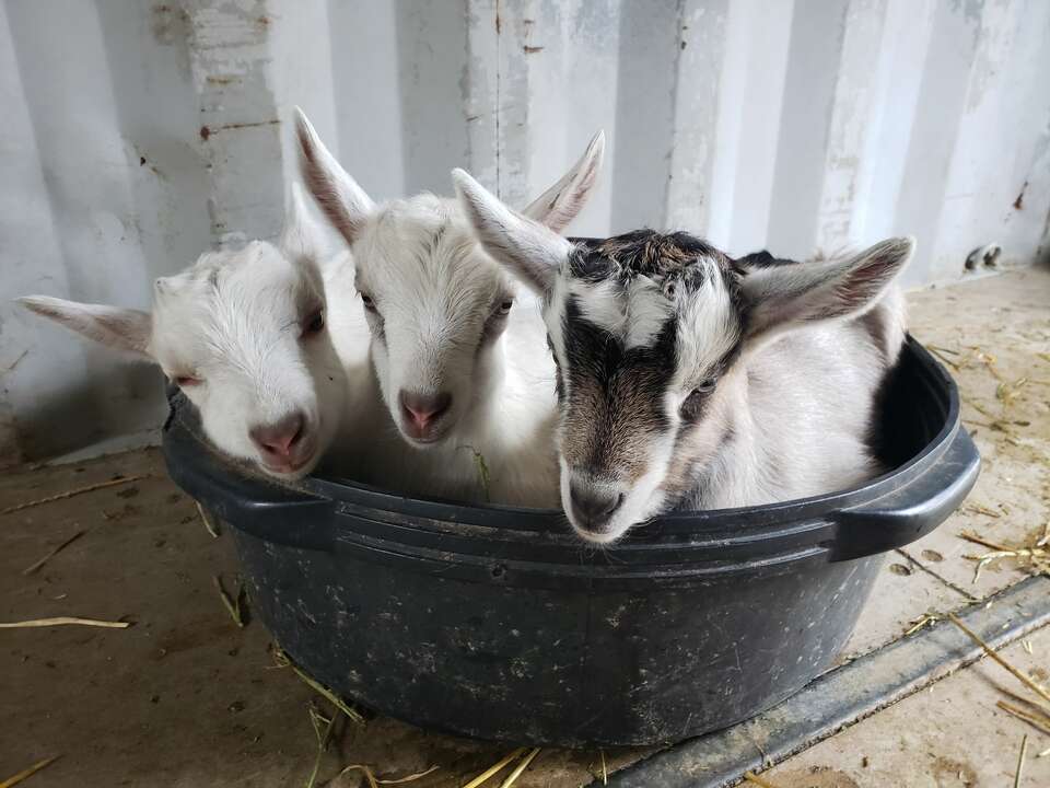 What happened to the Goat Lady of San Francisco's Potrero Hill?