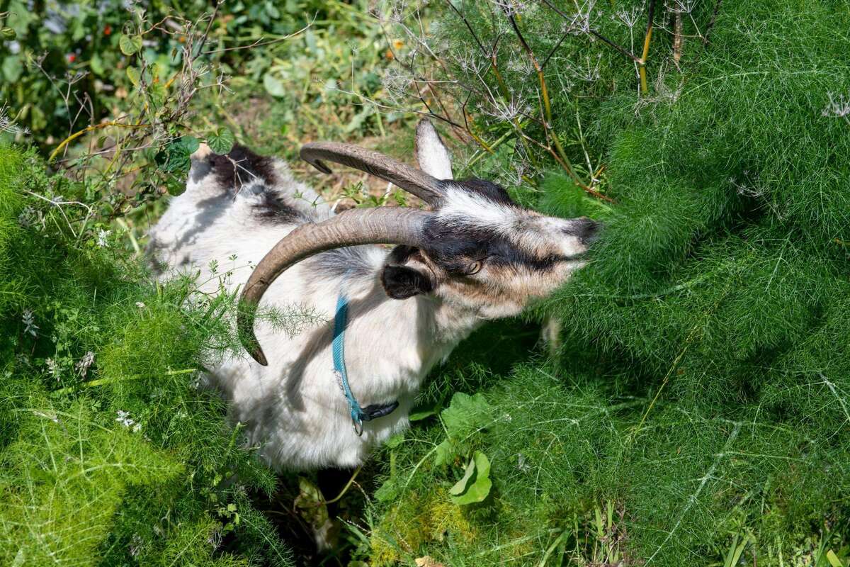 What happened to the Goat Lady of San Francisco's Potrero Hill?