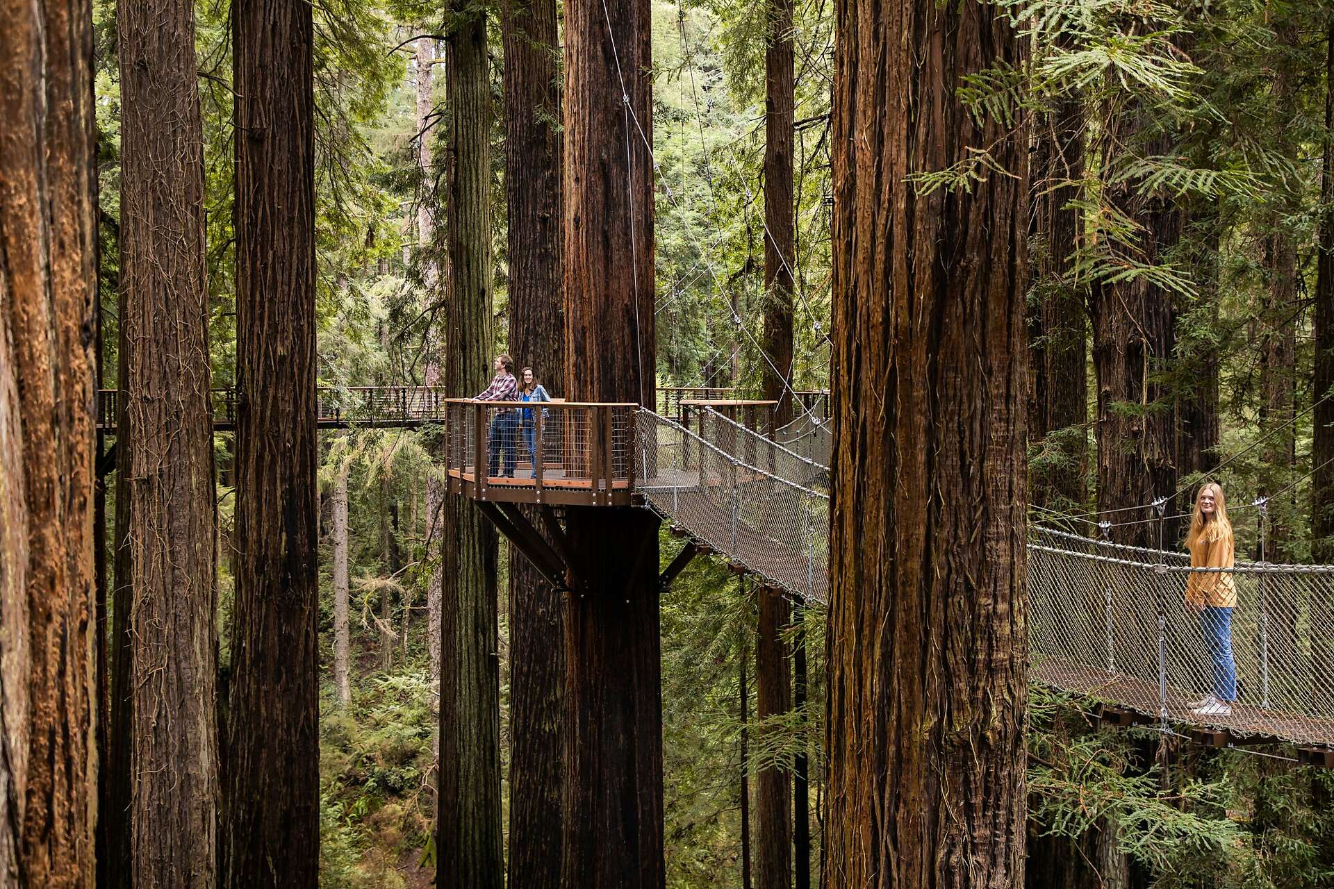 New redwood canopy boardwalk hangs 100 feet off the forest floor in Eureka