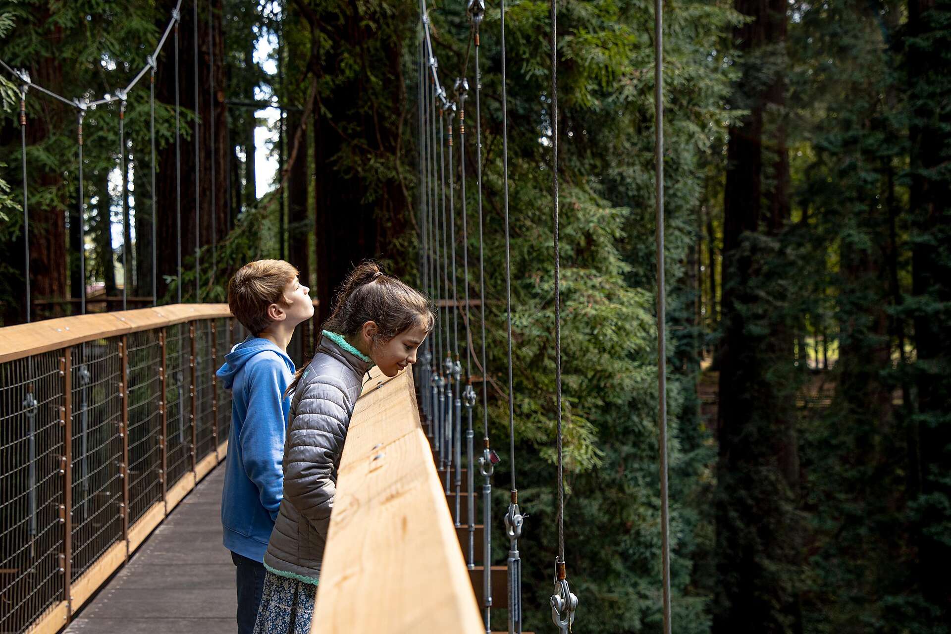 New redwood canopy boardwalk hangs 100 feet off the forest floor in Eureka