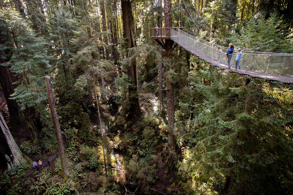 New redwood canopy boardwalk hangs 100 feet off the forest floor in Eureka
