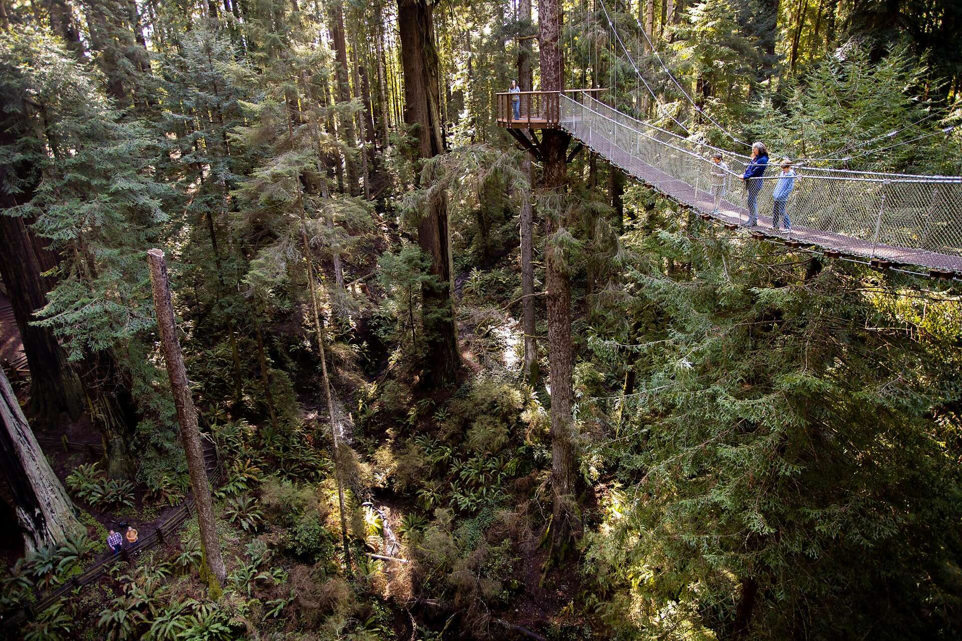 New redwood canopy boardwalk hangs 100 feet off the forest floor in Eureka