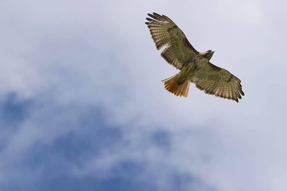 Hawk found impaled with arrow rehabilitated and set free