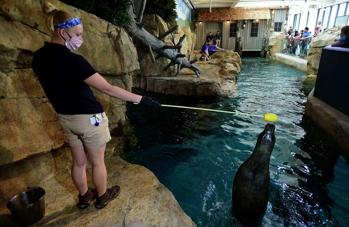 Norwalk’s Maritime Aquarium debuts its largest-ever seal exhibit