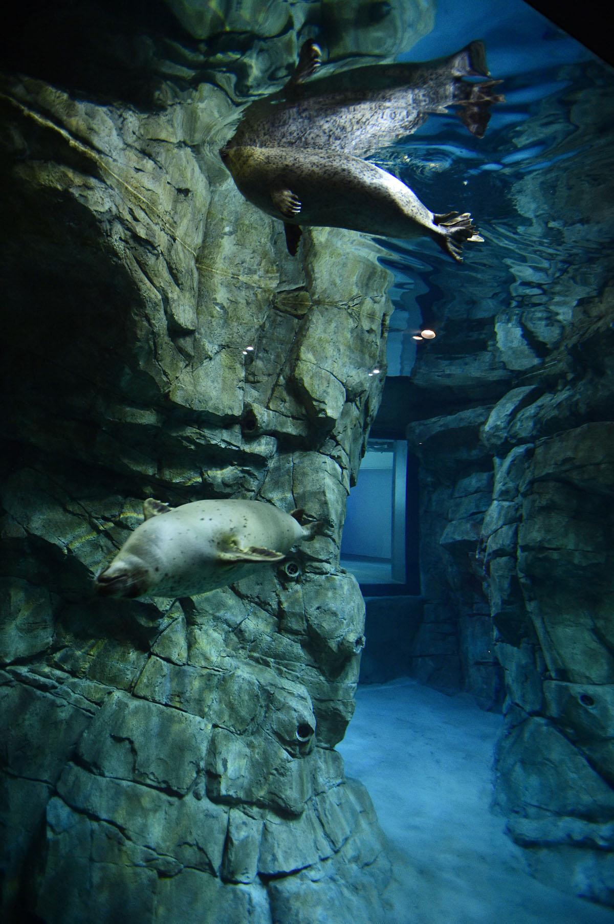 Norwalk’s Maritime Aquarium debuts its largest-ever seal exhibit