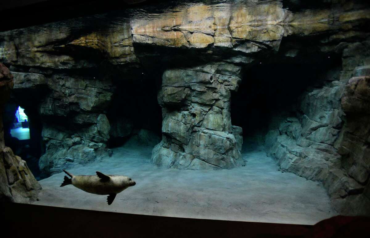 Norwalk’s Maritime Aquarium debuts its largest-ever seal exhibit