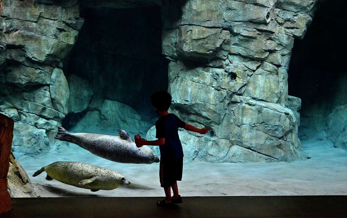 Norwalk’s Maritime Aquarium debuts its largest-ever seal exhibit