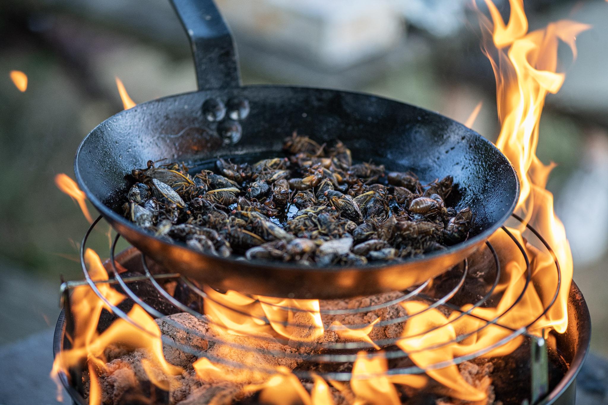 Eating cicadas could ‘save the world.’ New Haven chef Bun Lai explains how