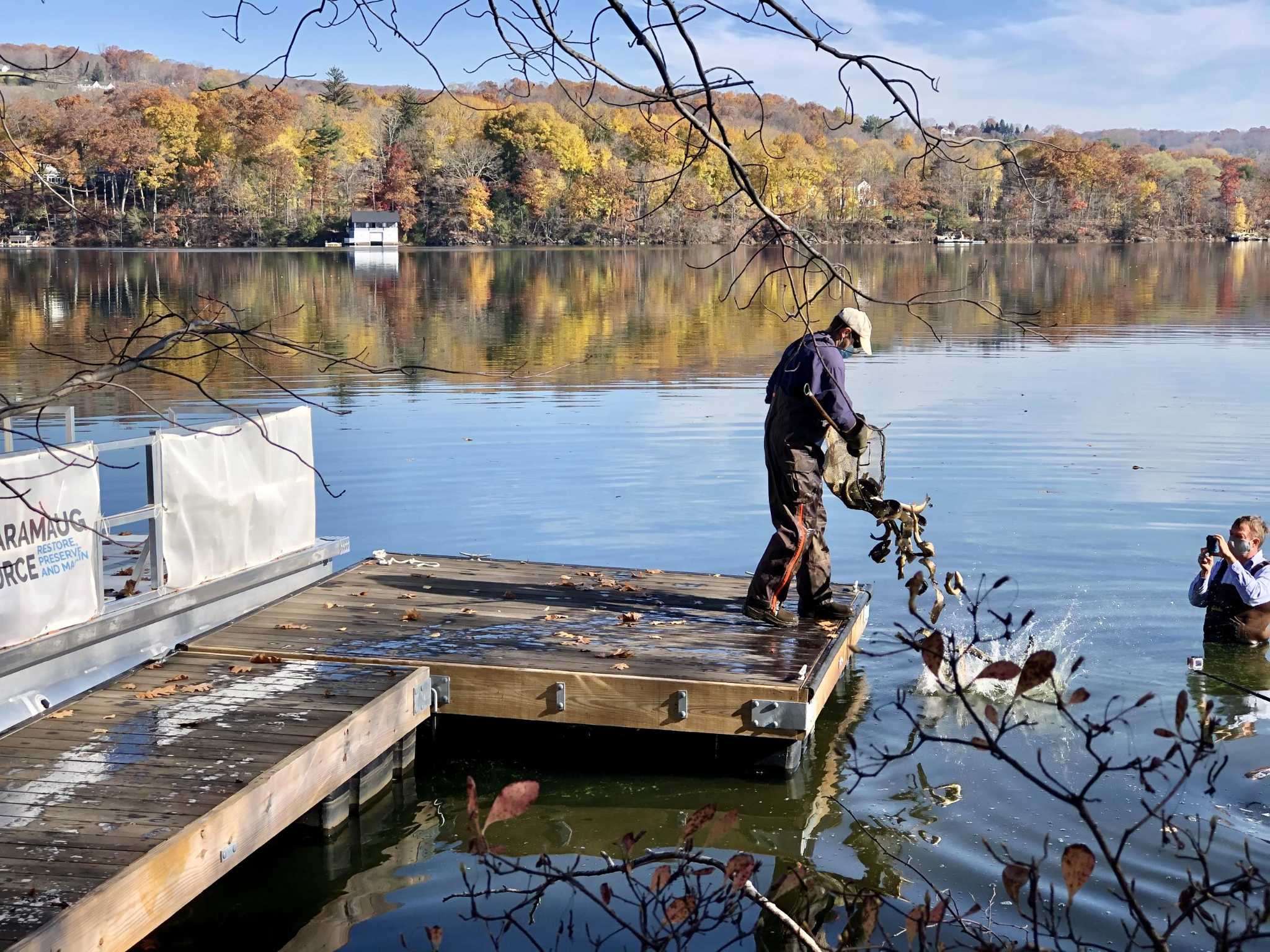 Lake Waramaug, Pachaug state park swim areas closed for water quality