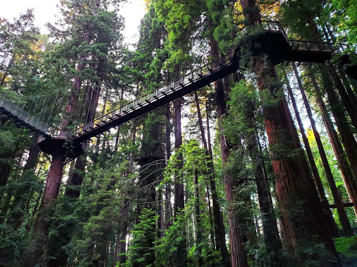 New redwood canopy boardwalk hangs 100 feet off the forest floor in Eureka