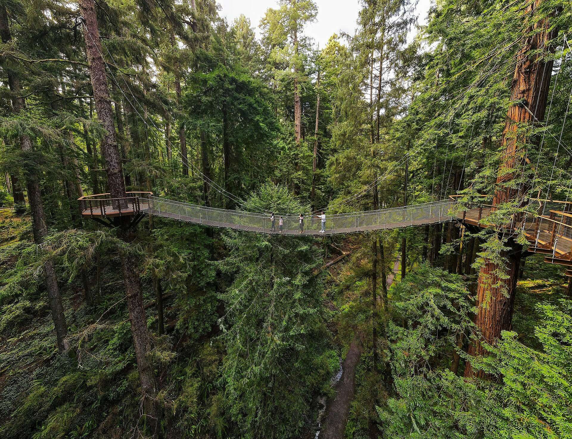 New redwood canopy boardwalk hangs 100 feet off the forest floor in Eureka