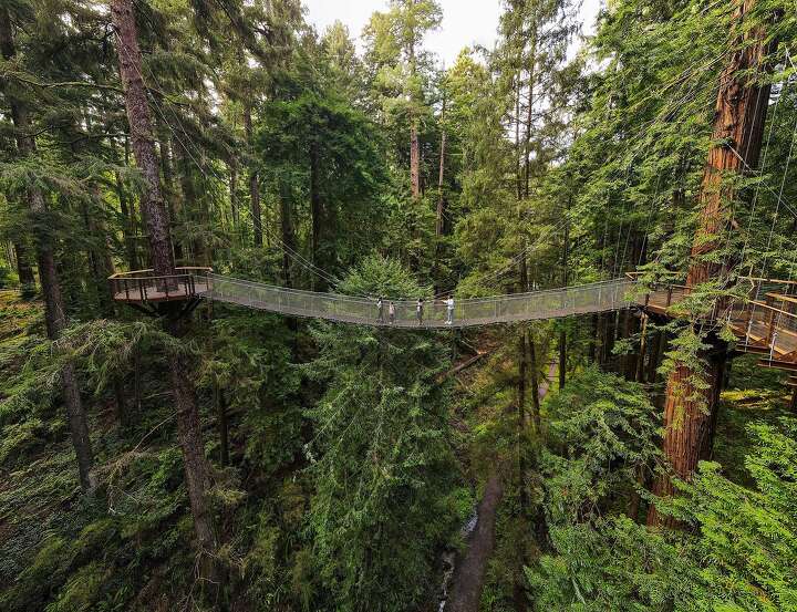 New redwood canopy boardwalk hangs 100 feet off the forest floor in Eureka