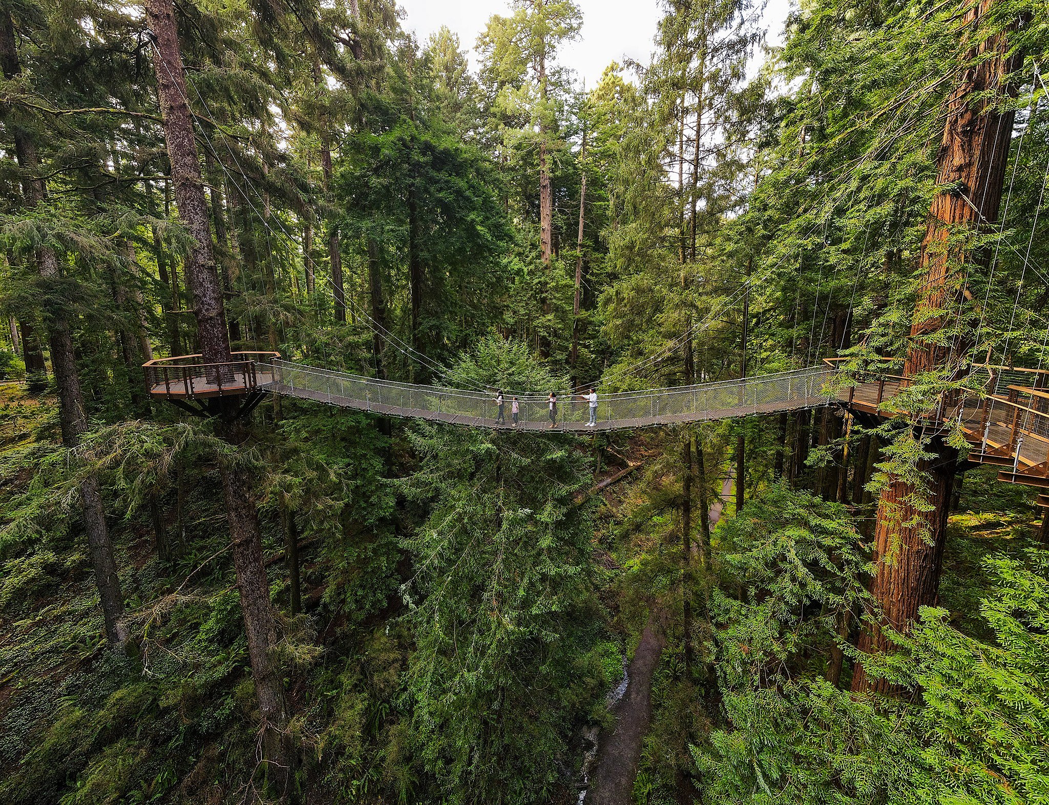 New redwood canopy boardwalk hangs 100 feet off the forest floor in Eureka