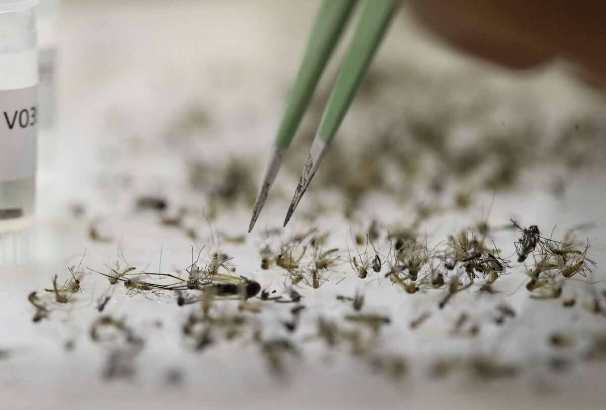 It’s mosquito season, and the wet spring means bigger, more aggressive ...