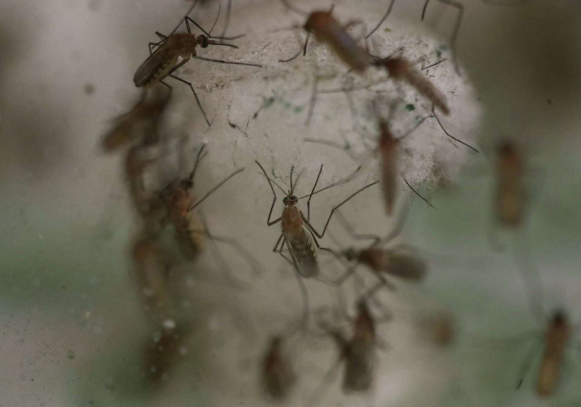 Mosquitoes can die when being in freezing temperatures