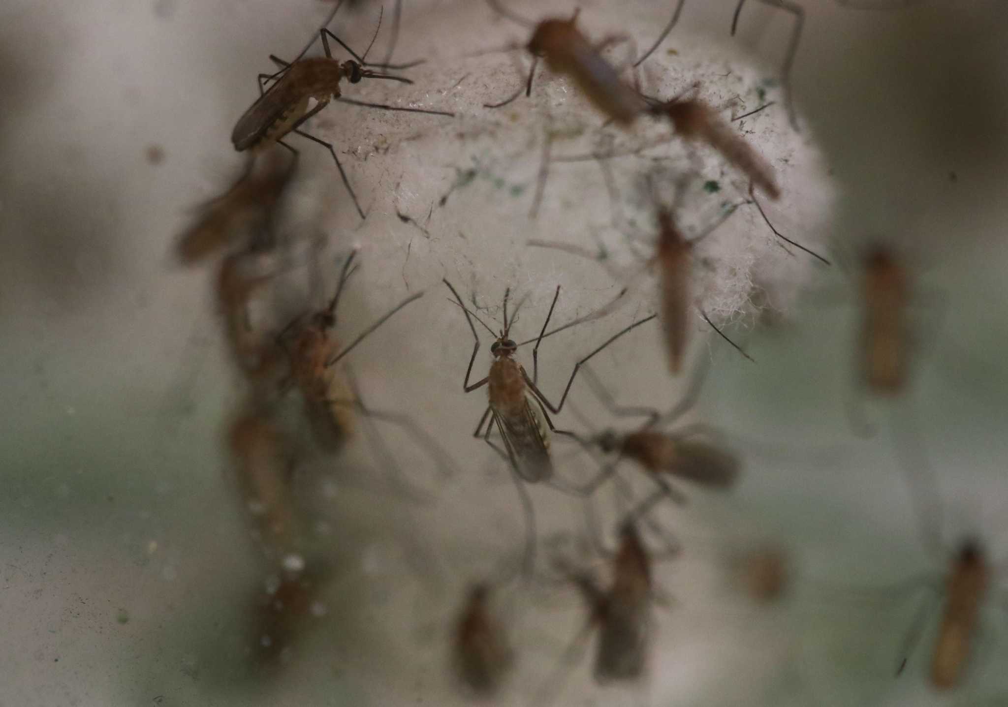 Mosquitoes can die when being in freezing temperatures