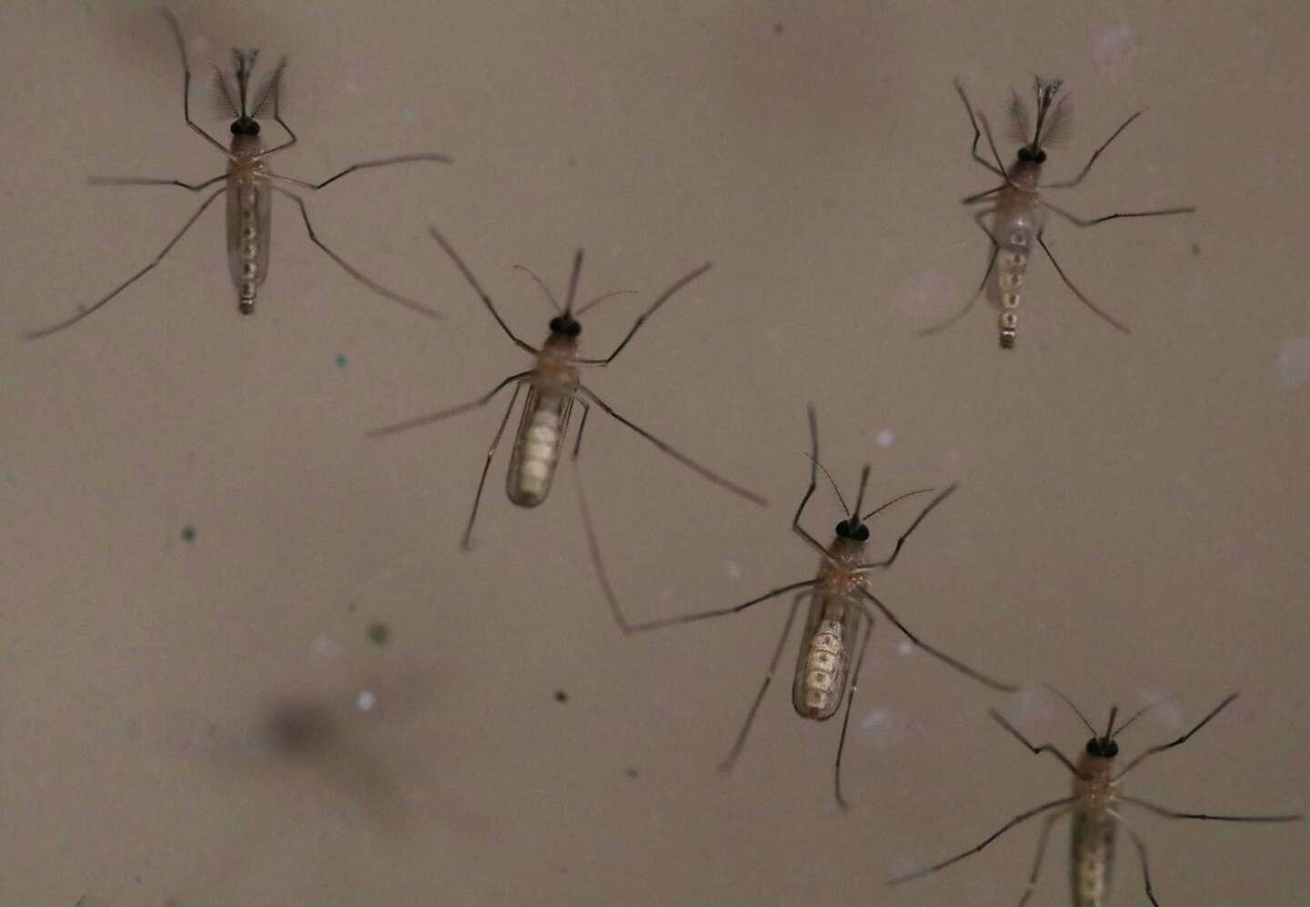 Mosquitoes can die when being in freezing temperatures