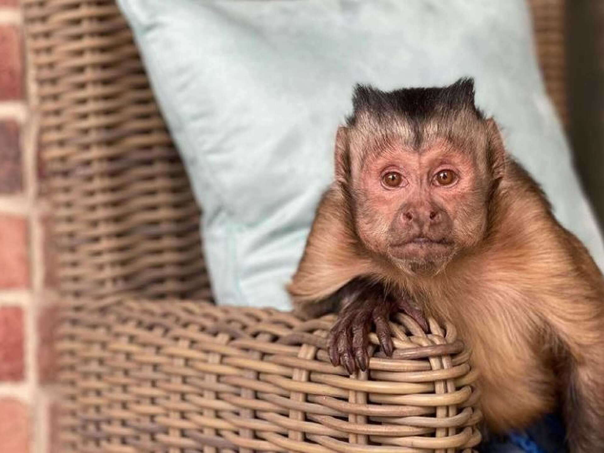 Georgie Boy, the viral TikTok monkey from Houston, has died