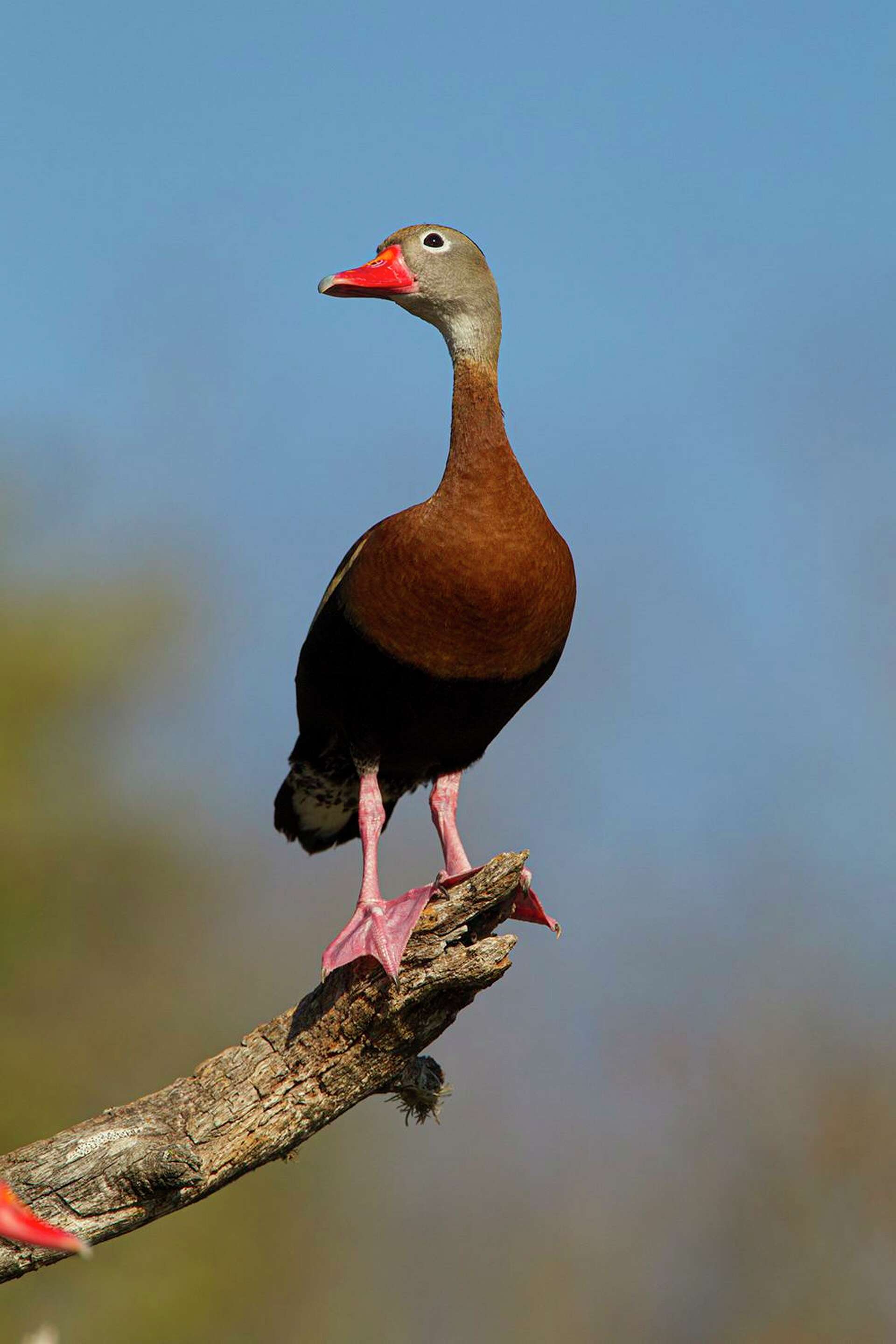 Odd-looking black-bellied whistling ducks move to Houston
