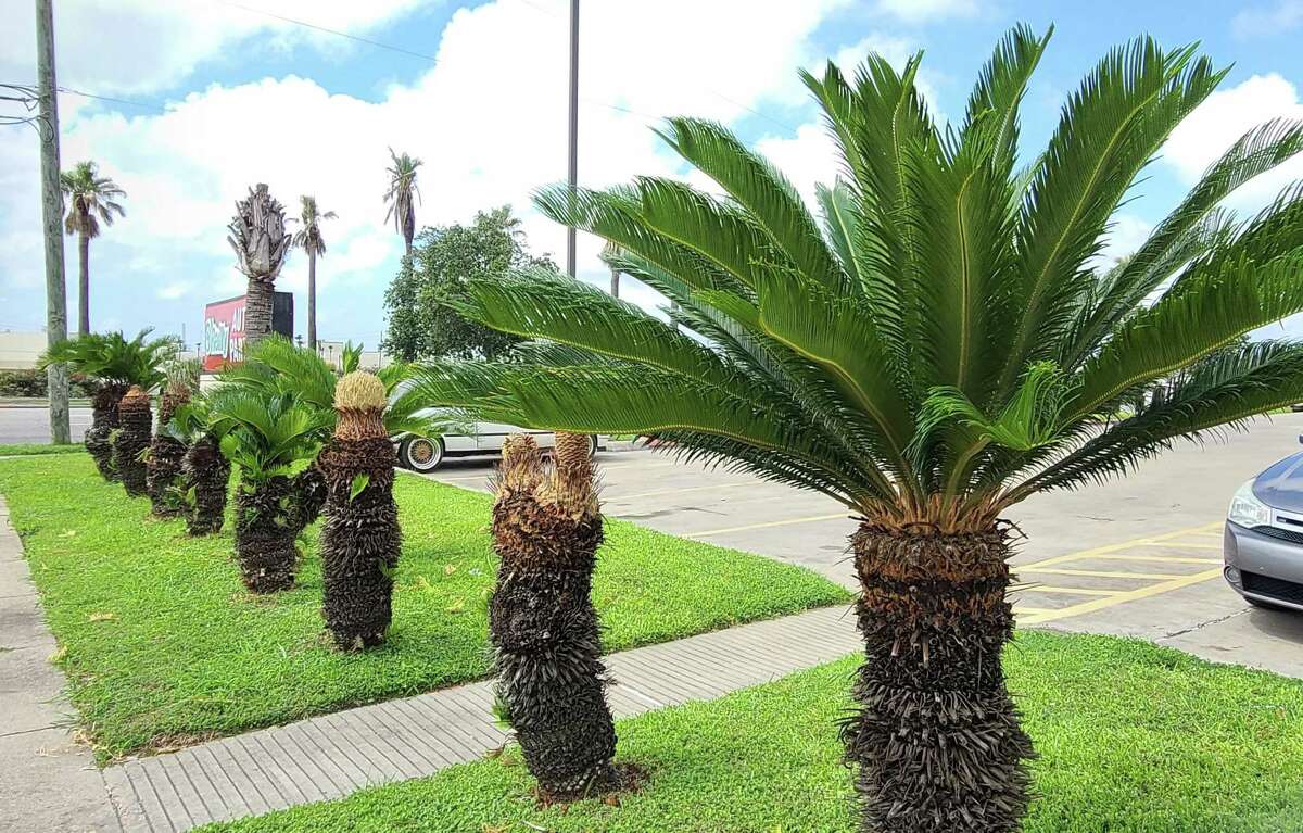 Ancient Sago Palms Are Resilient Slow And Sexy