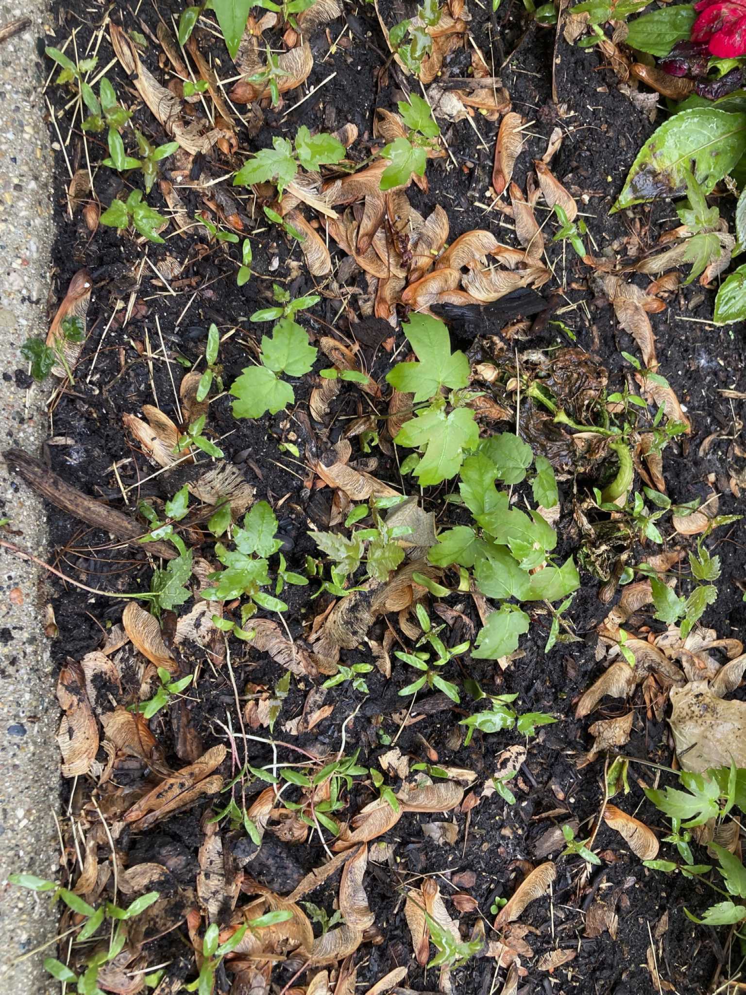 Maple Seedlings Everywhere