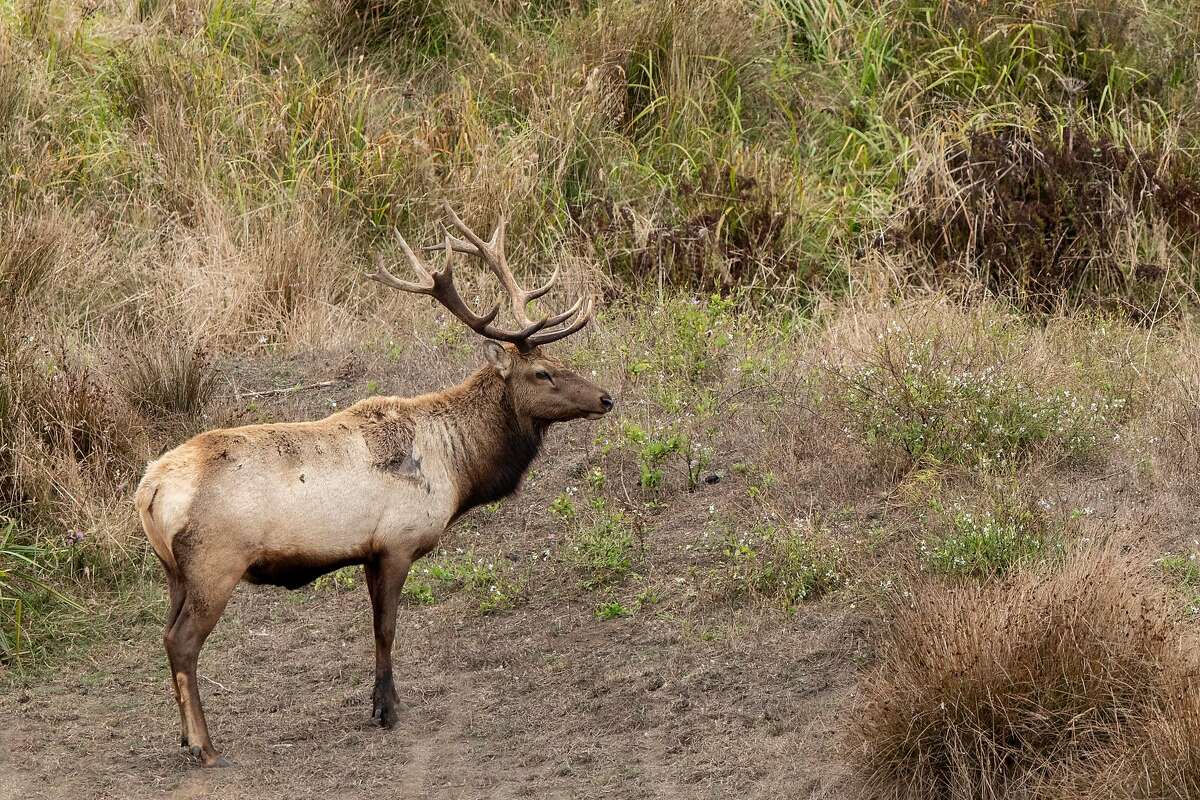 Drought prompts National Park Service to truck in water for Point Reyes elk