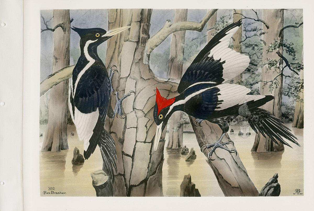 Sherman Library to offer free program on avian painter Rex Brasher