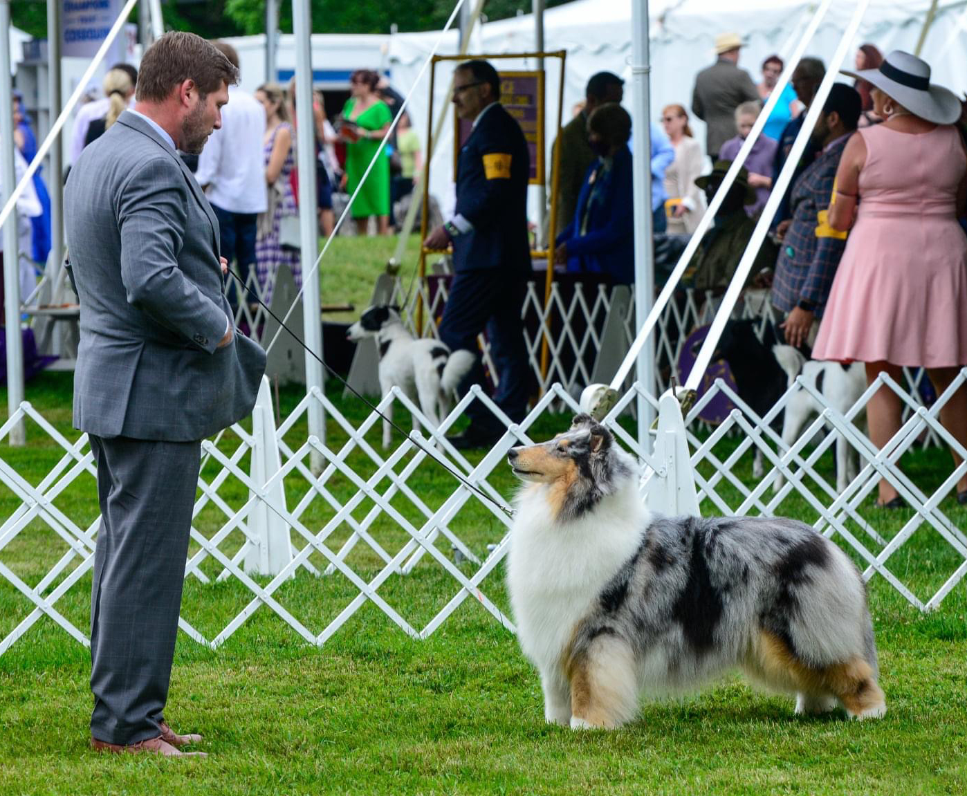 Boerne collie named Fannie among big winners at Westminster Dog Show in ...