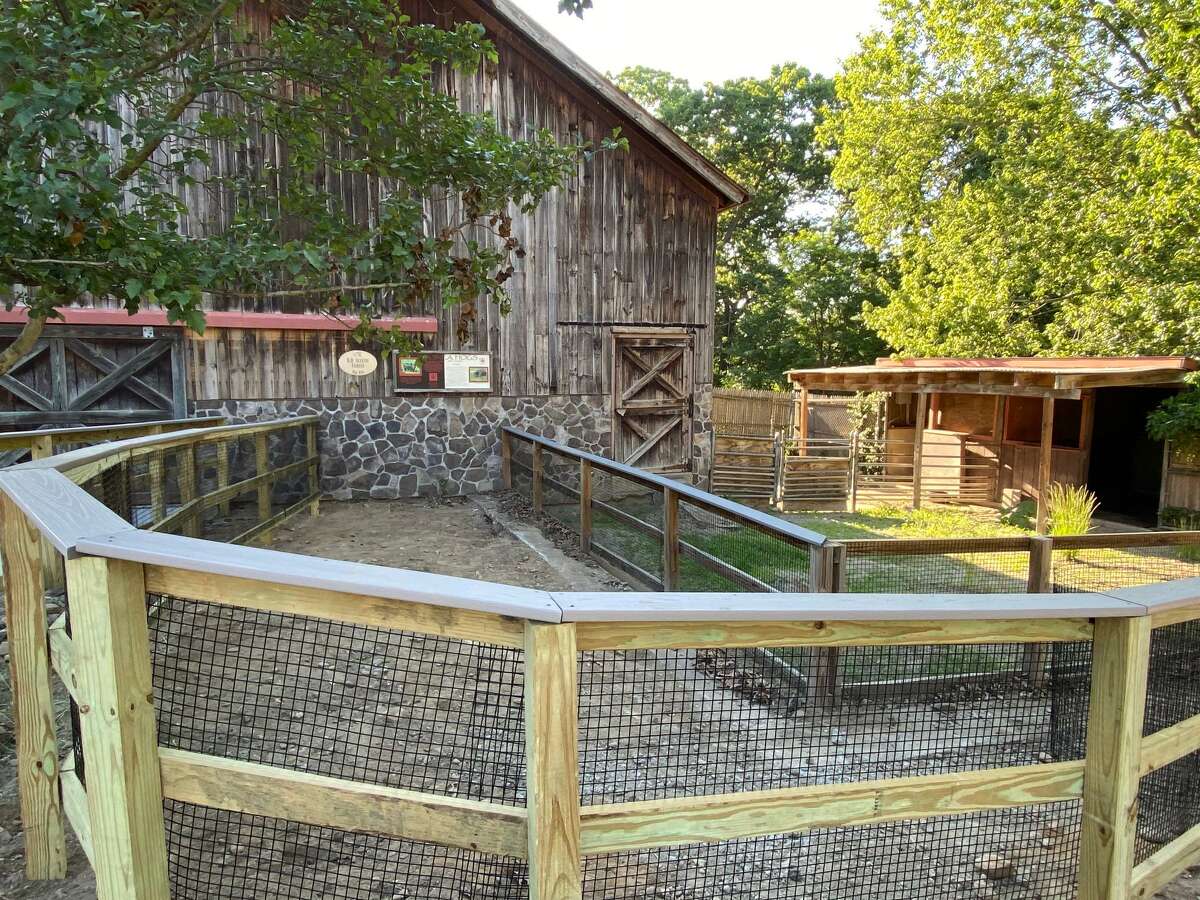 Beardsley Zoo’s revamped Farmyard features goats, pigs and miniature horses