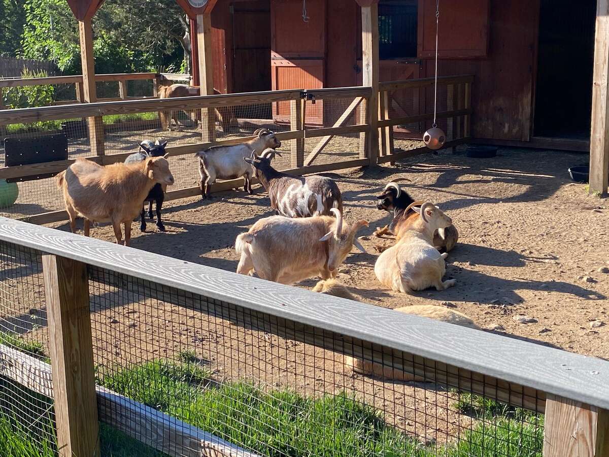 Beardsley Zoo’s revamped Farmyard features goats, pigs and miniature horses