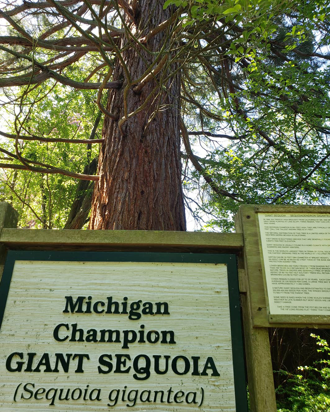 Celebrate Manistee's giant sequoia during the Forest Festival