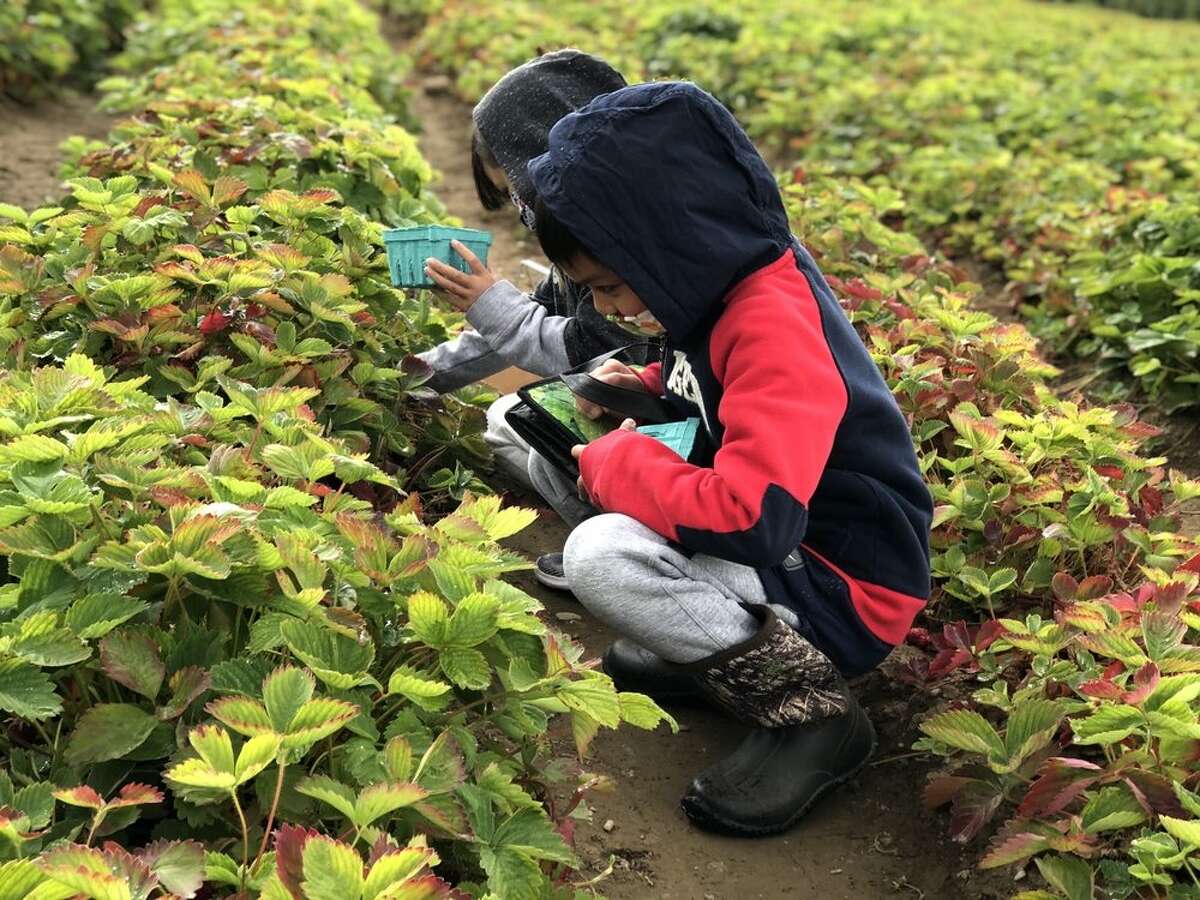 11 places to pick berries near Seattle this summer