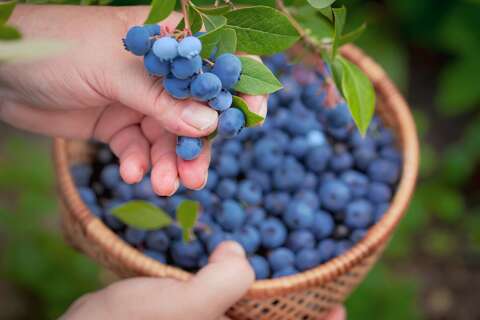 11 places to pick berries near Seattle this summer