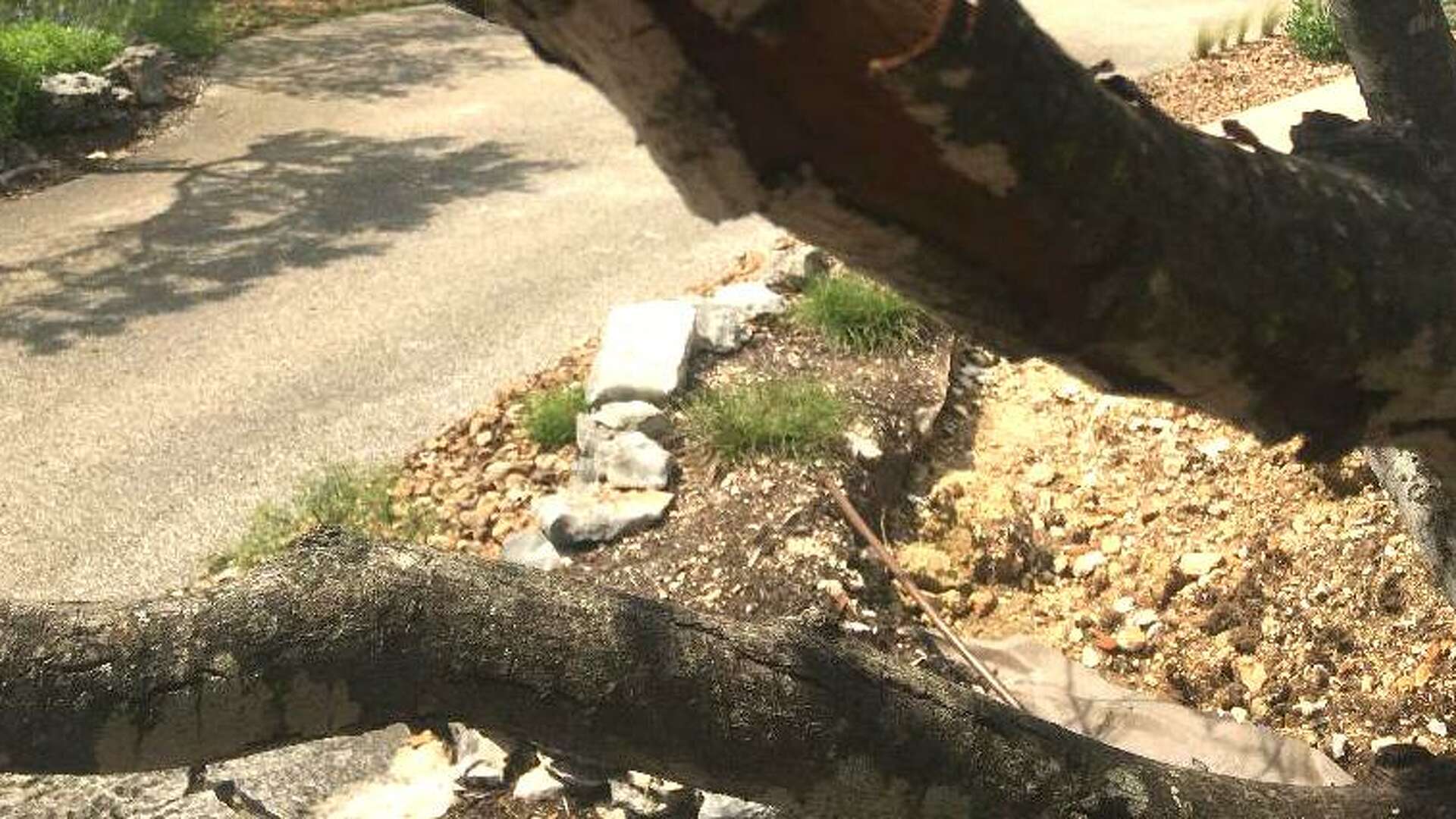 Loquat with splitting bark likely is dead or dying and will need to be ...