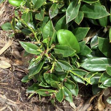 Loquat with splitting bark likely is dead or dying and will need to be ...