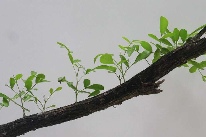 Loquat with splitting bark likely is dead or dying and will need to be ...