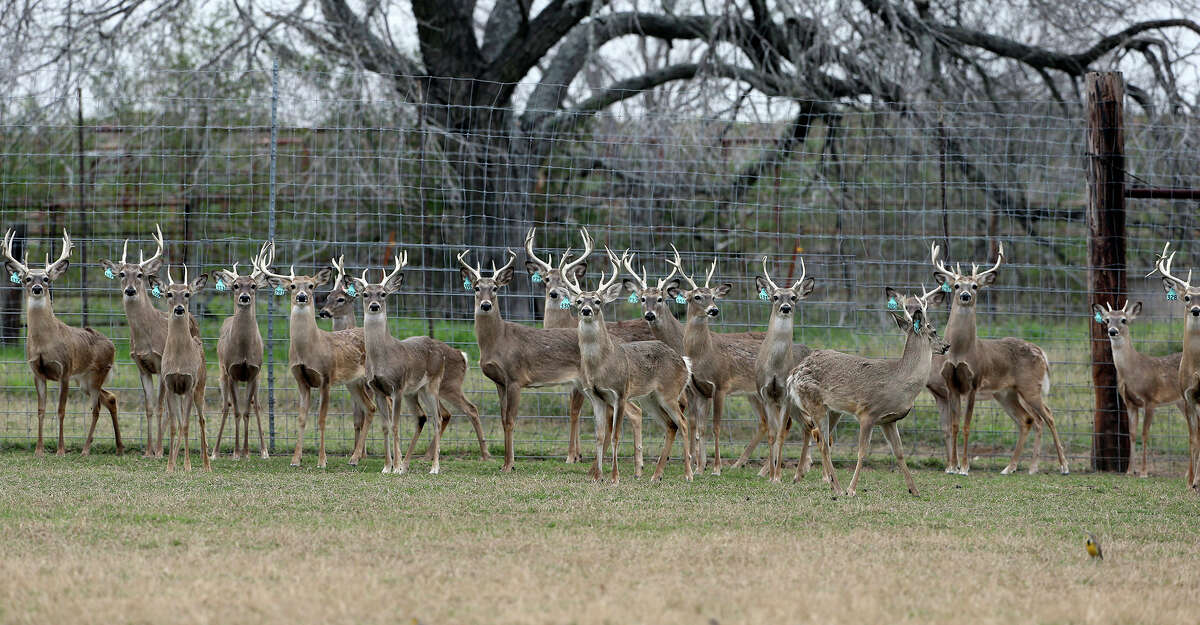 Coalition urges change after CWD outbreak at Texas deer breeding facilities
