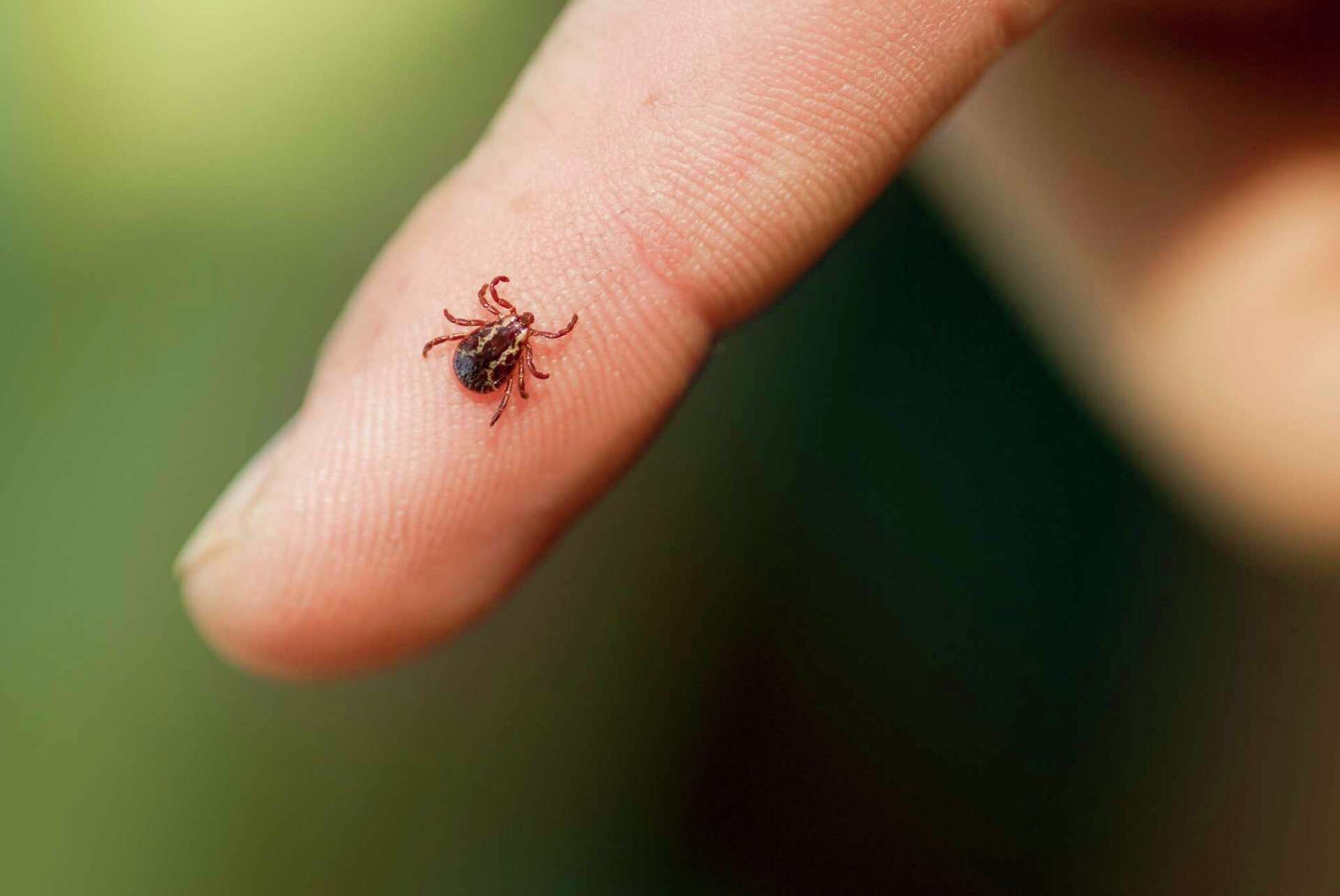 What to know about tick season as we enter its peak in Texas