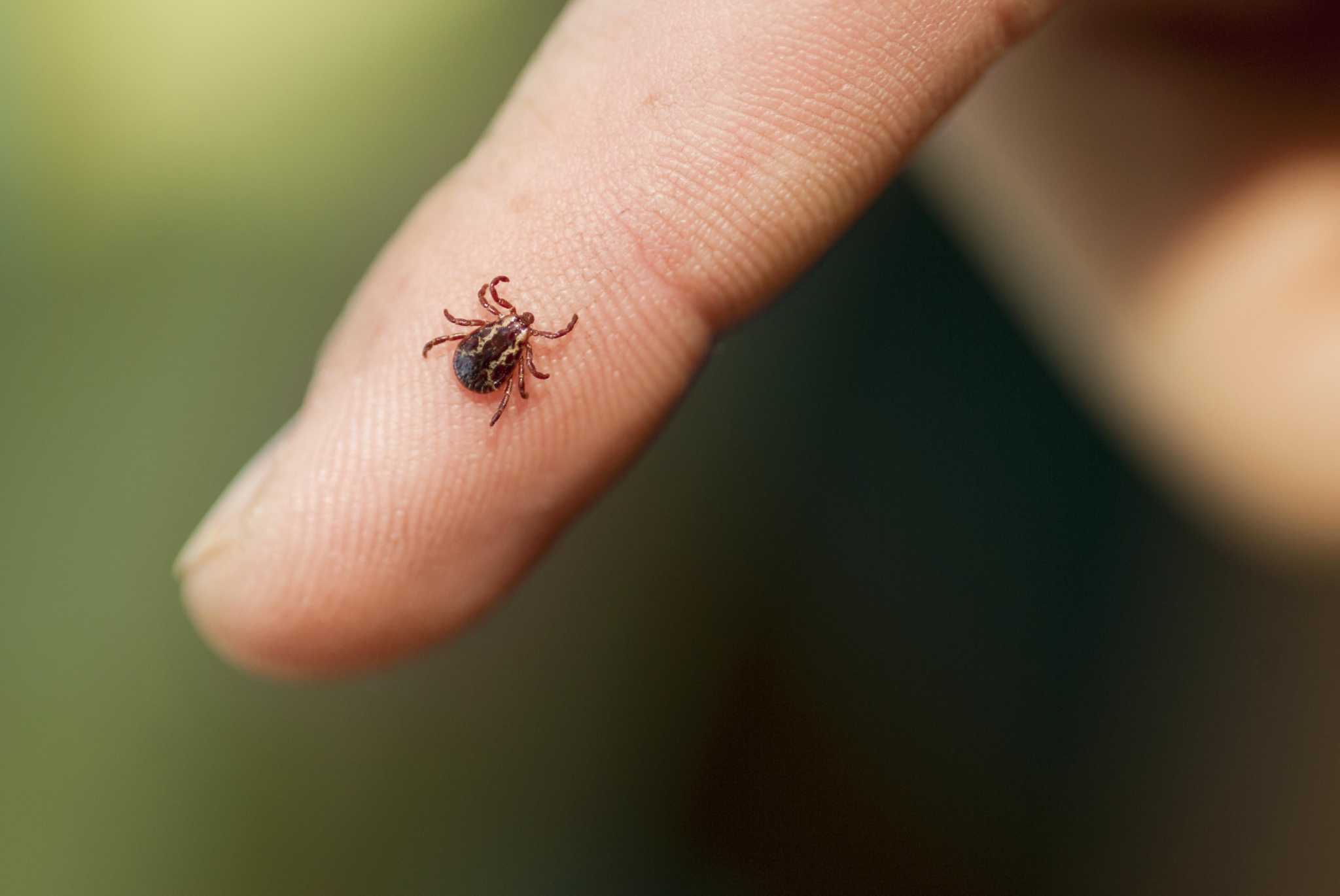 What to know about tick season as we enter its peak in Texas